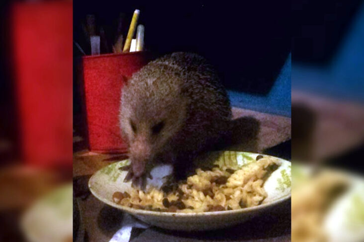 Une tangue en passe d'être apprivoisée - Journal.re