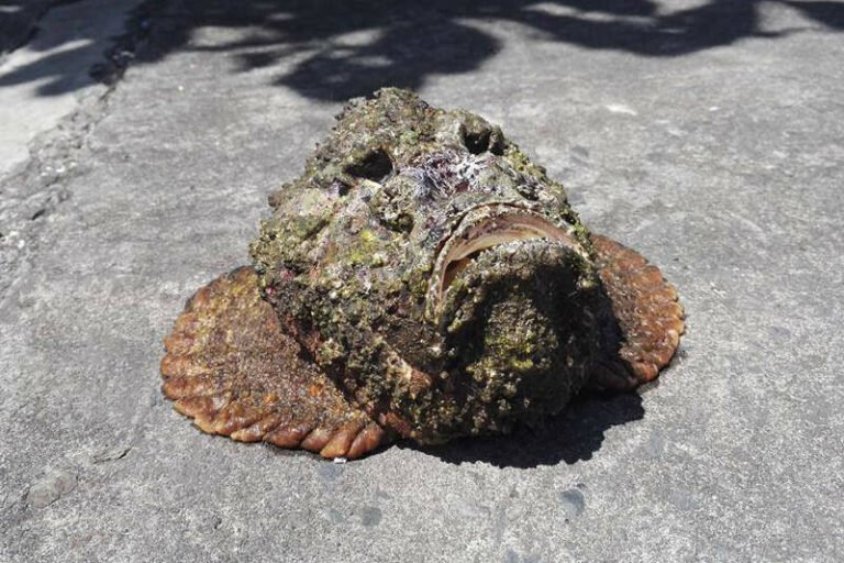 L’un des poissons les plus venimeux du monde repéré du côté de Terre ...
