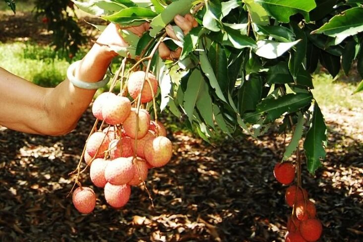 Letchis : la saison de la cueillette réjouit les exploitants - Journal.re