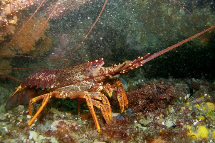 Langouste vivantes bientôt sur le commerce - Journal.re