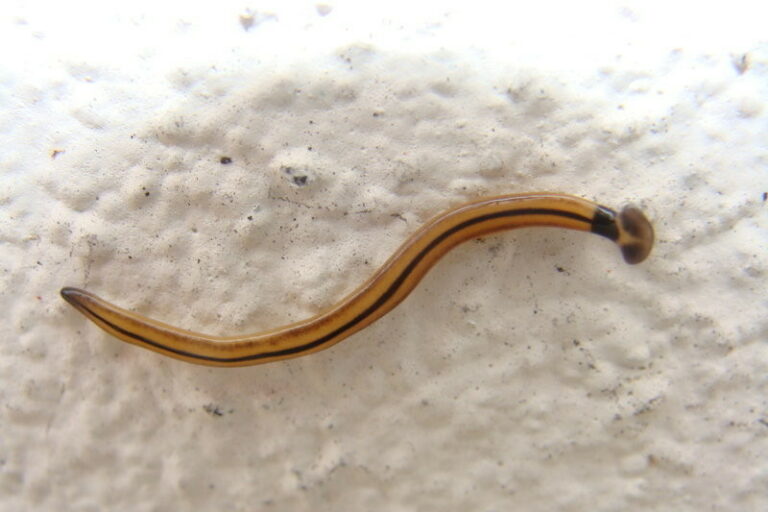 La Réunion : existence de vers plats attestée - Journal.re