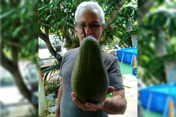 Un avocat géant d'1,4 kg découvert à Saint-Pierre - Journal.re