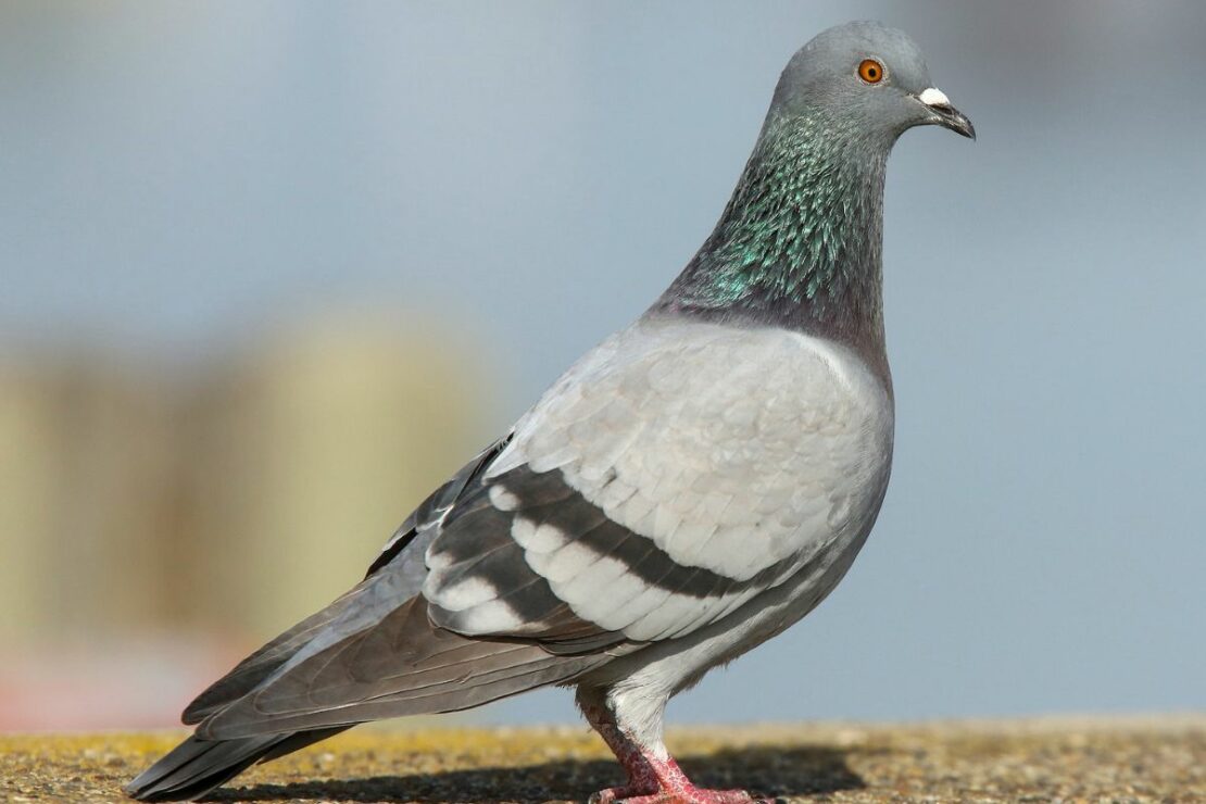 Un pigeon espion chinois ? Libéré après 8 mois de détention ! - Journal.re