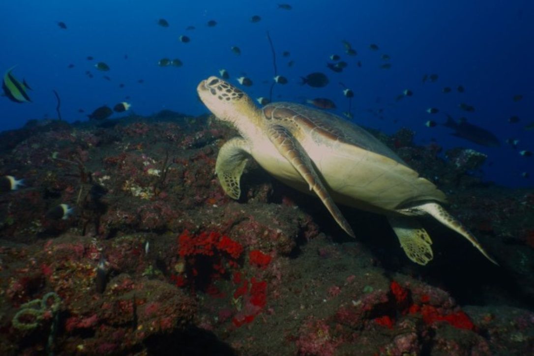 Une tortue verte observée à 32 mètres de profondeur en train de brouter ...